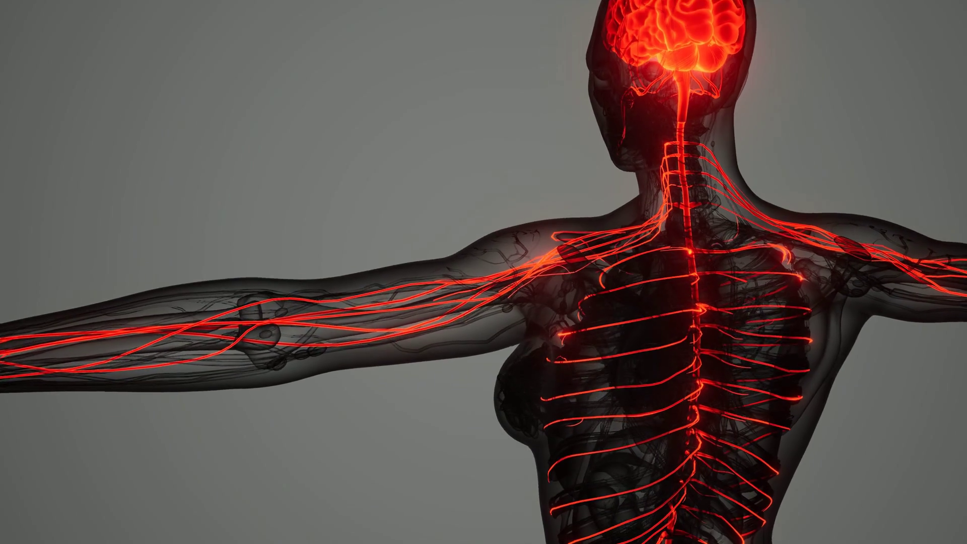 Brain Nervous System Of Human Stock Motion Graphics SBV-339010447 ...