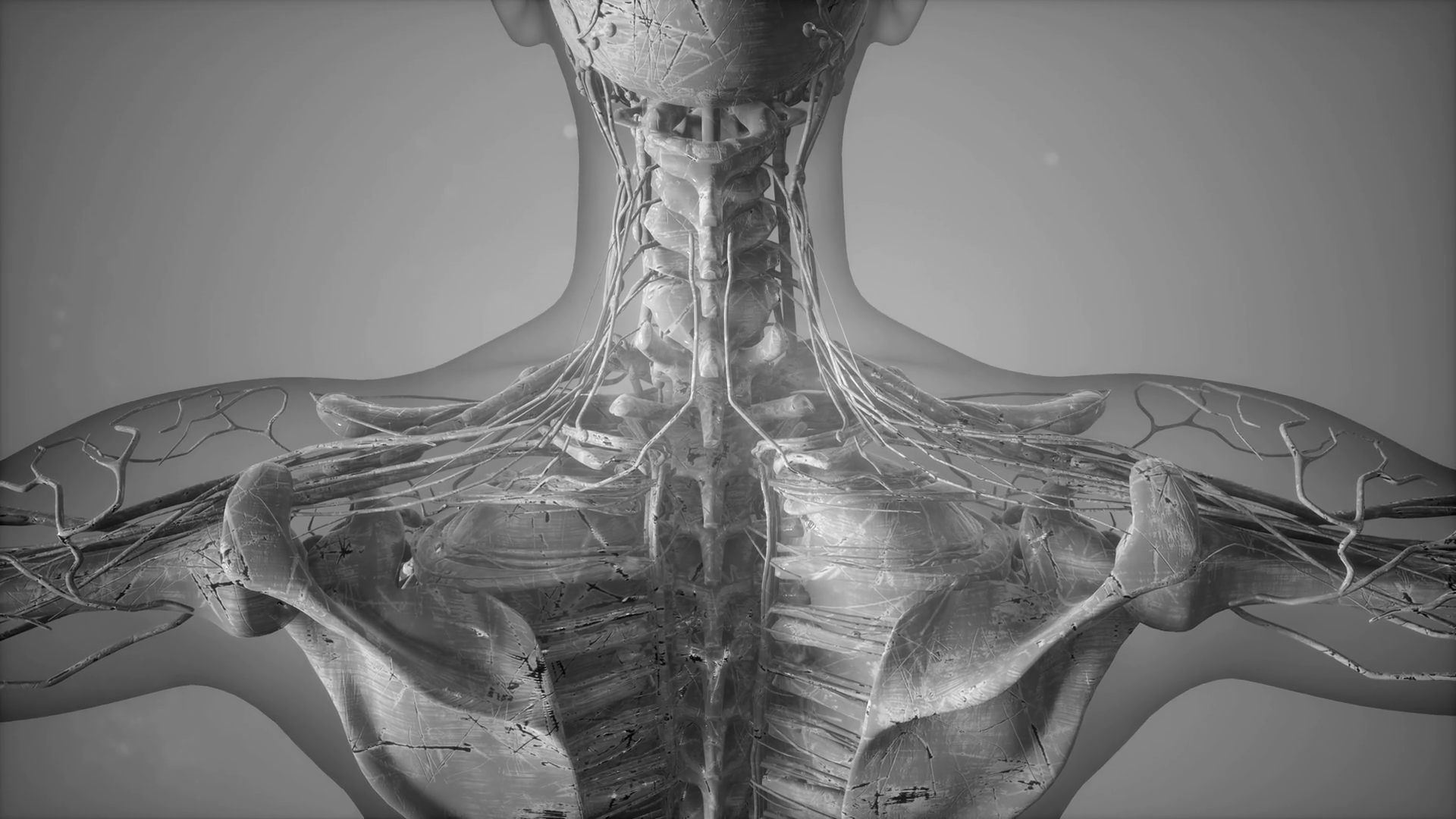 complete-close-up-view-of-skeletal-system-stock-footage-sbv-332123133