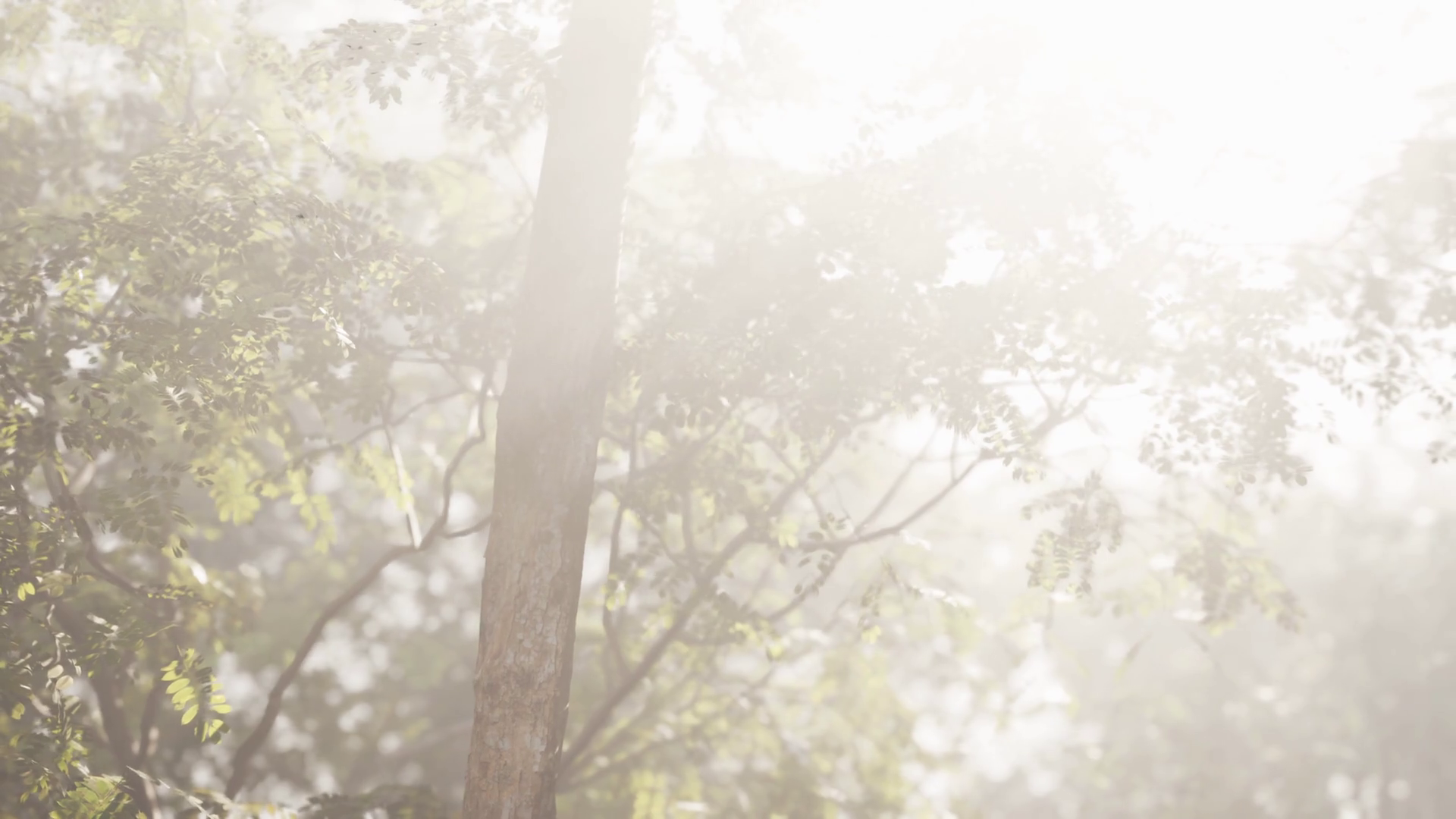 Sunbeams Dancing Amongst Verdant Canopy: Stock Motion Graphics SBV-348788633 - Storyblocks