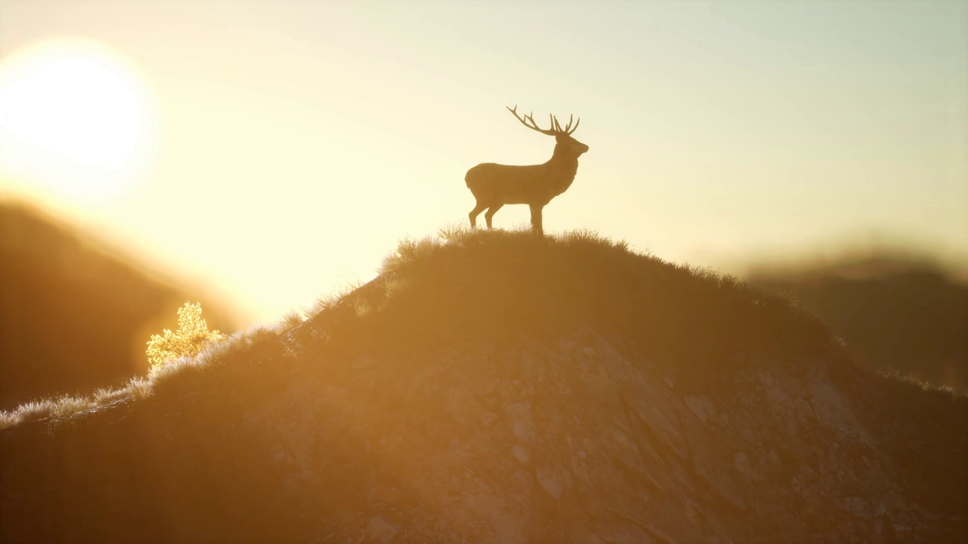 Deer Male In Forest At Sunset Stock Footage SBV-334116303 - Storyblocks