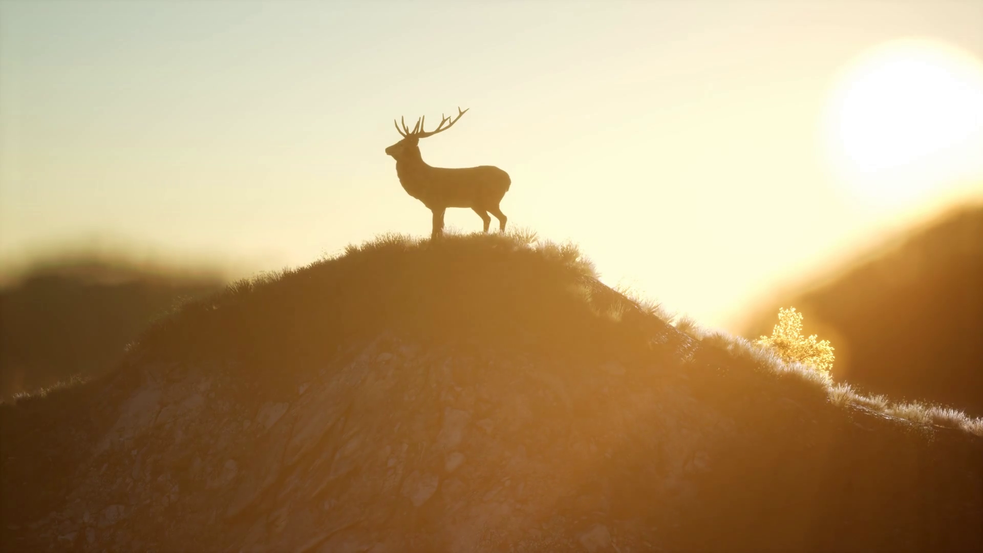 Deer Male In Forest At Sunset Stock Footage SBV-333447569 - Storyblocks