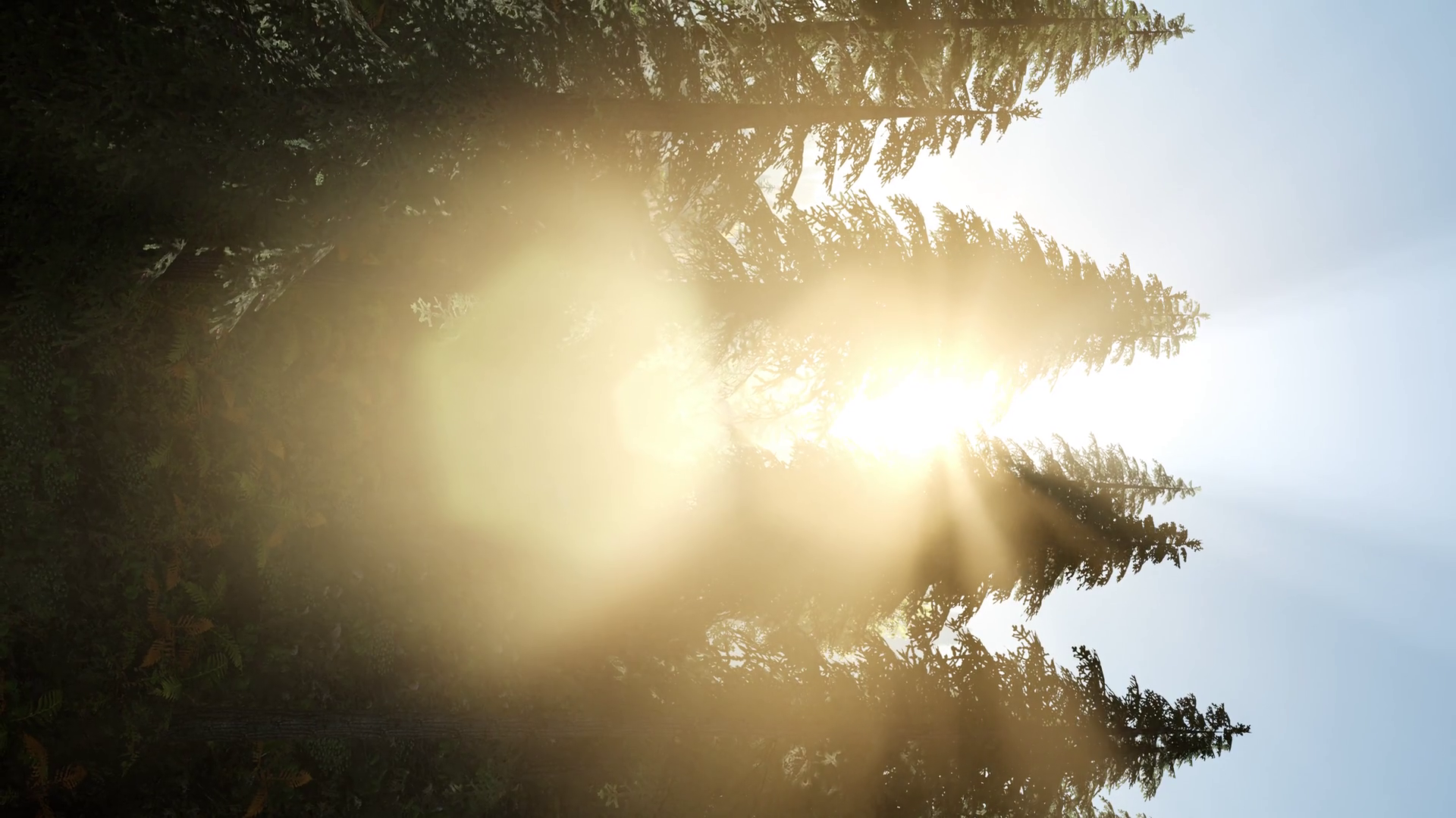 Early Morning Light Fog Drifting Through Stock Footage SBV-331749438 ...