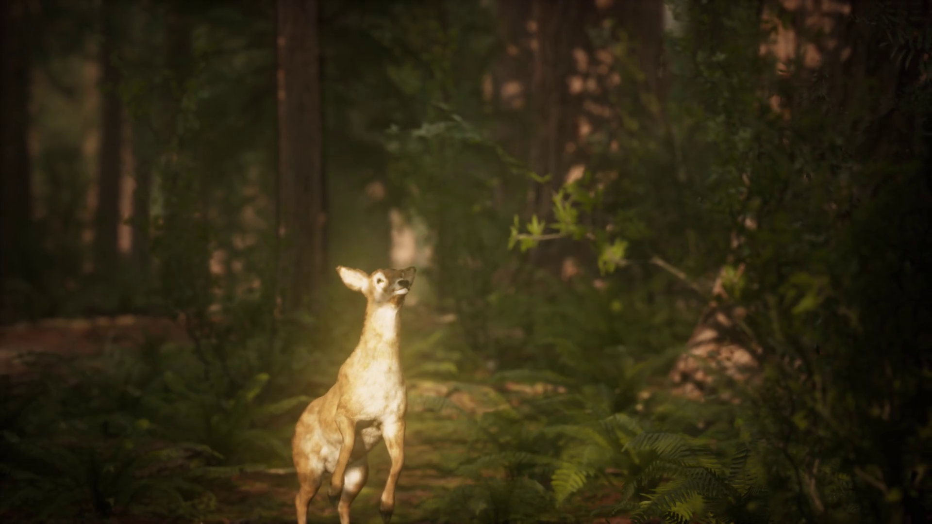 Extreme Slow Motion Deer Jump In Pine Forest Stock Motion Graphics SBV ...