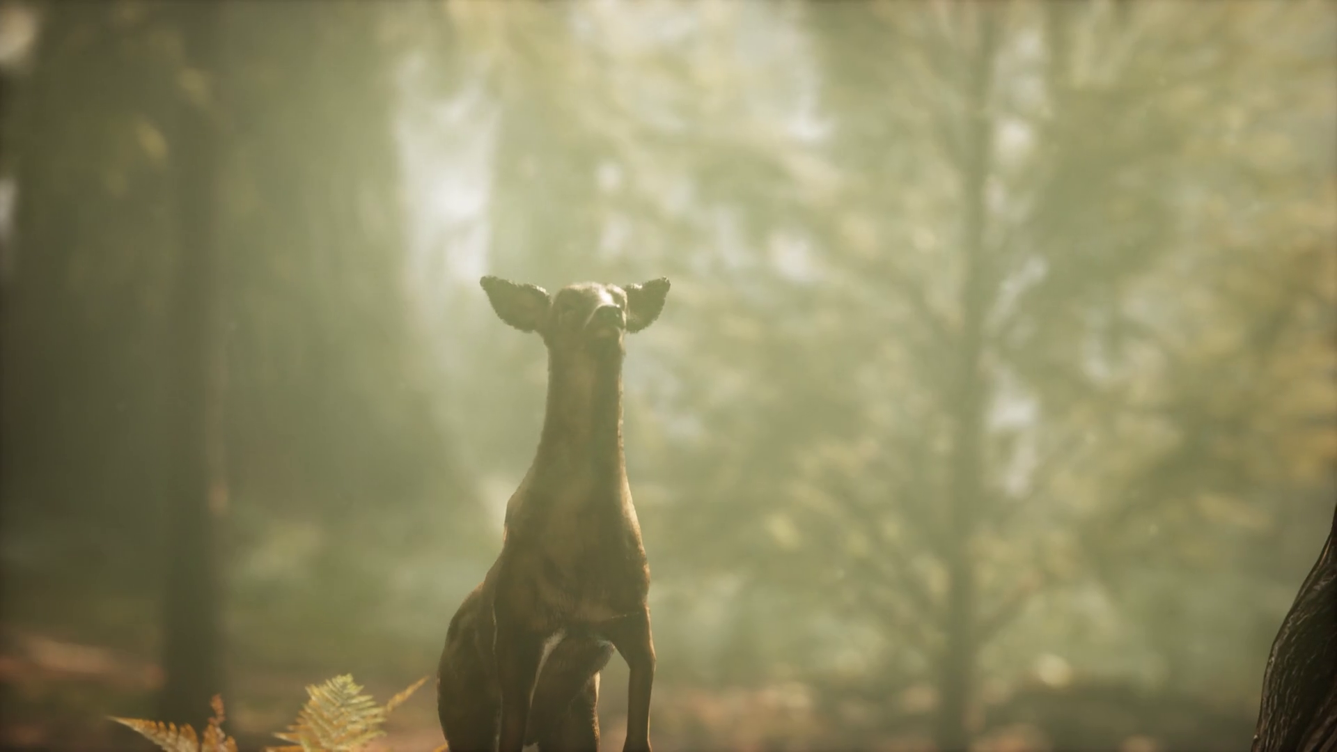 Extreme Slow Motion Deer Jump In Pine Forest Stock Motion Graphics SBV ...