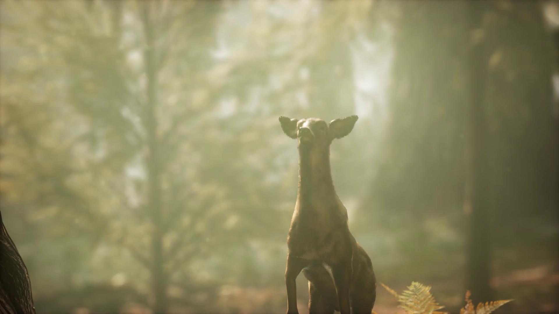 Extreme Slow Motion Deer Jump In Pine Forest Stock Motion Graphics SBV ...