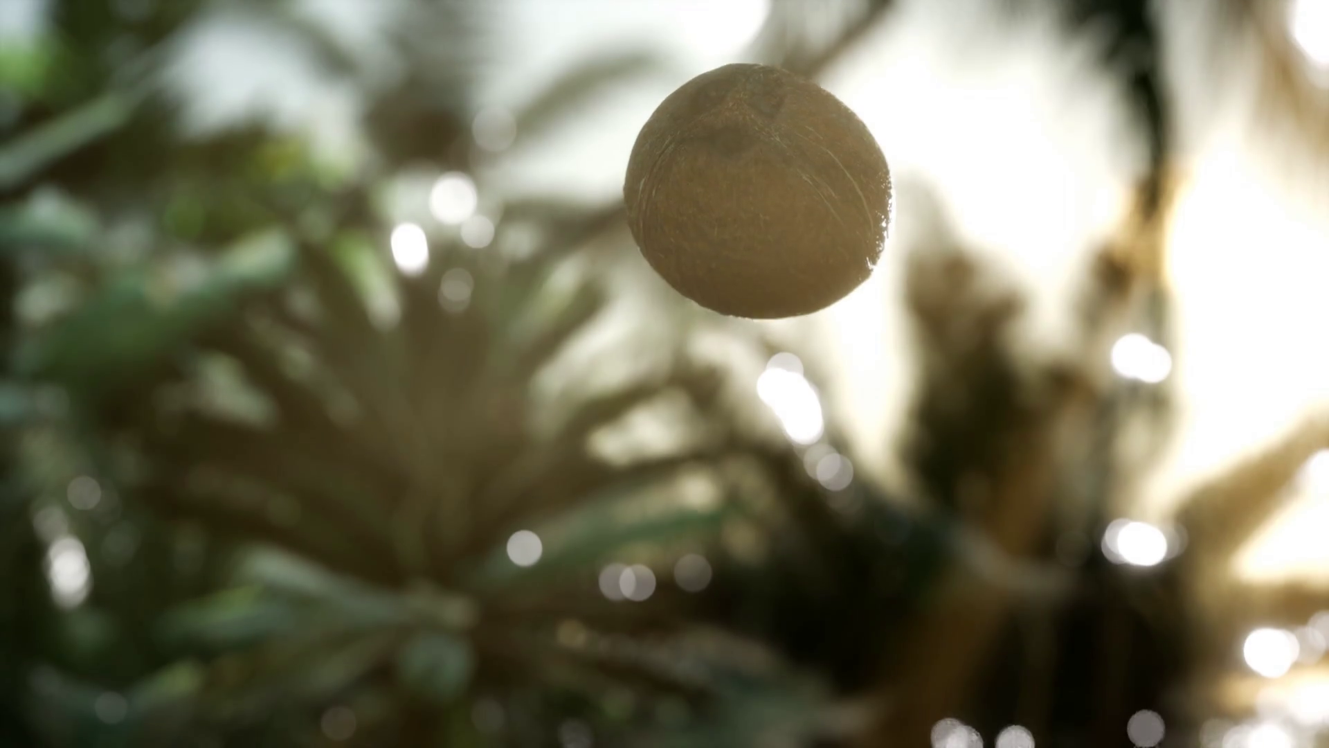 Extreme Slow Motion Falling Coconut In Jungle Stock Motion Graphics SBV ...