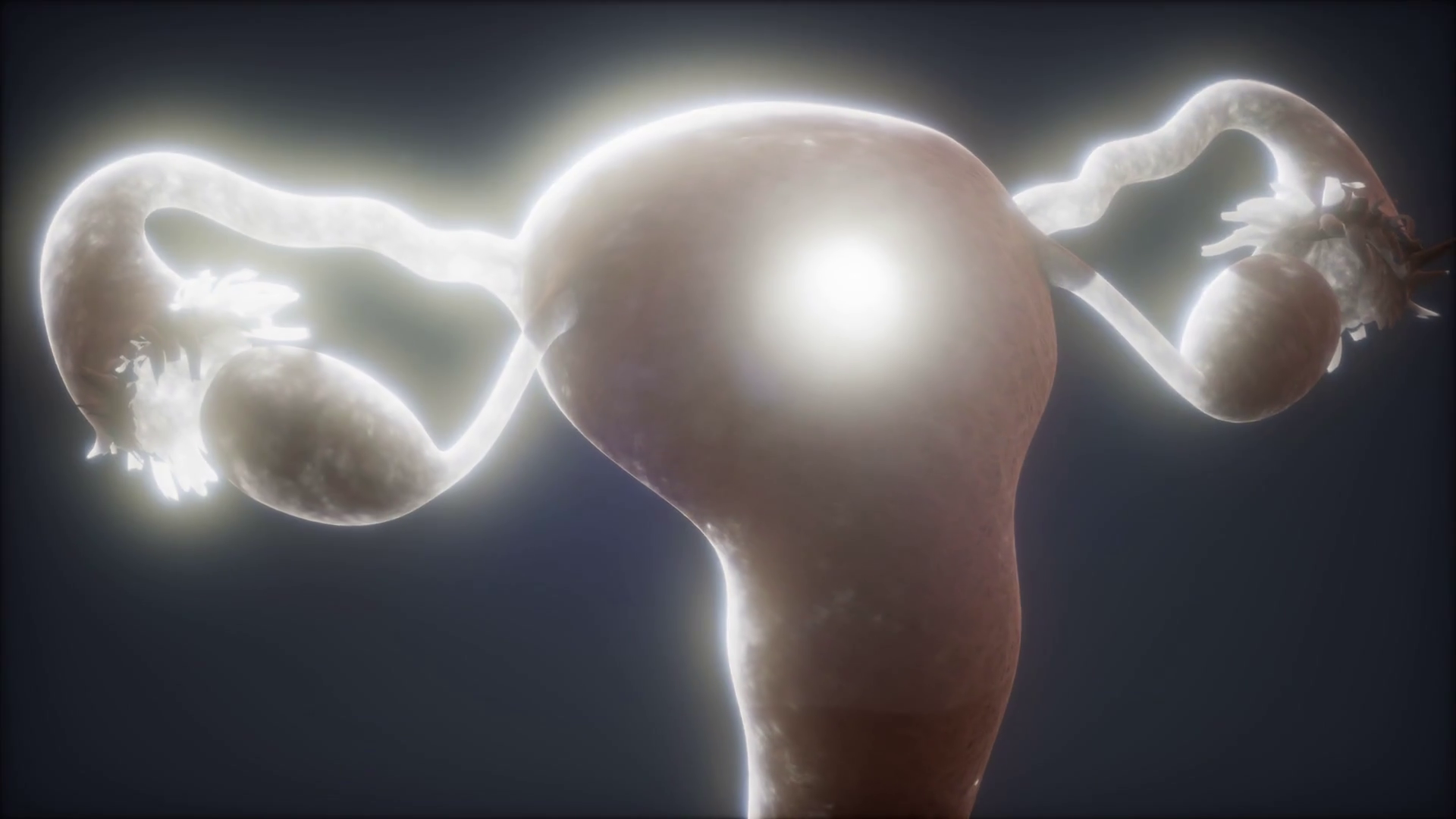 Female Reproductive System Anatomy Stock Motion Graphics SBV-338663731 ...