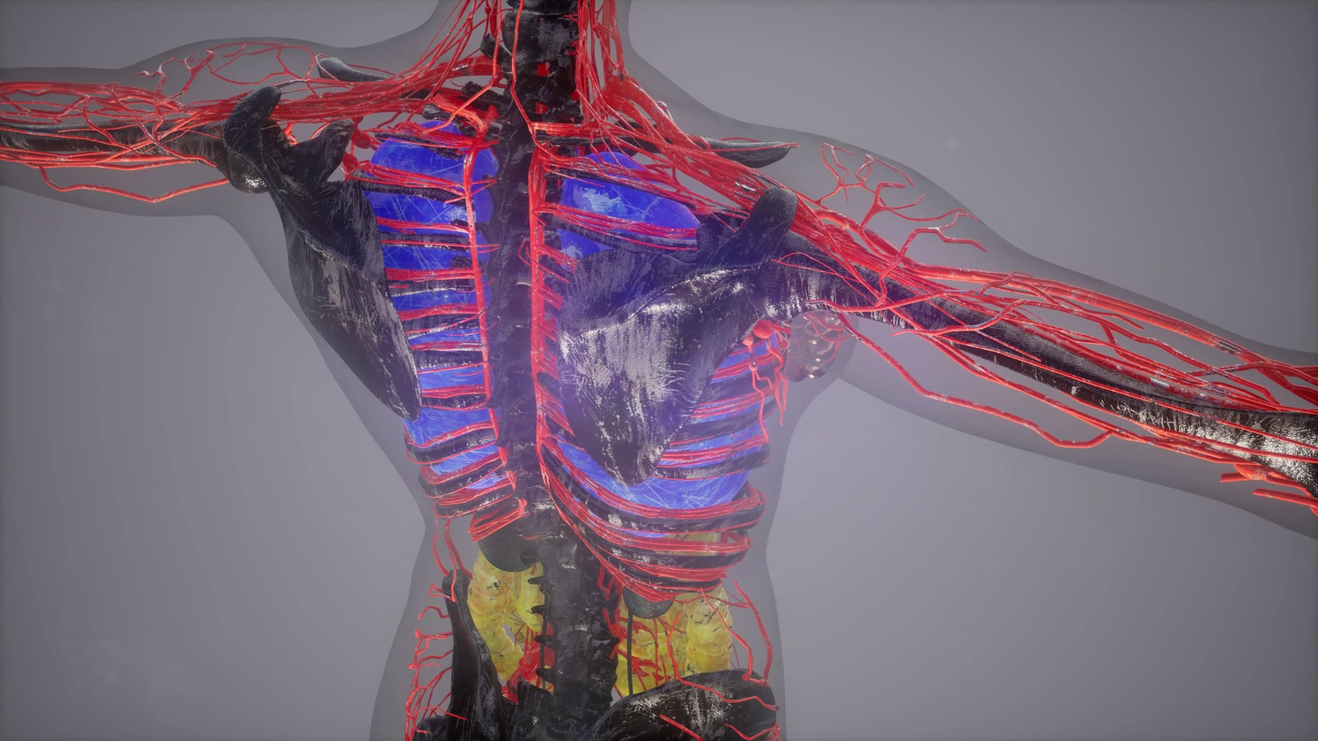 Human Body Model Illustration Stock Footage SBV-331080971 - Storyblocks