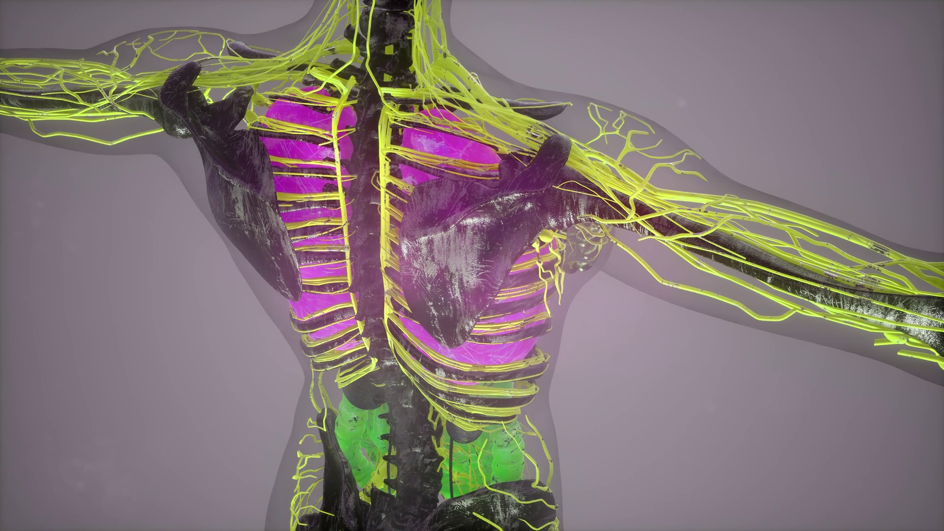 Human Body Model Illustration Stock Footage SBV-330634278 - Storyblocks