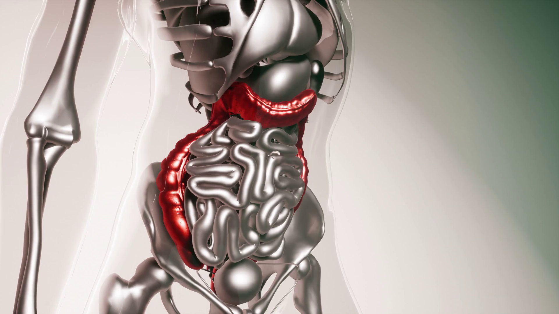 Human Colon Model With Organs Bones Stock Footage SBV-318429672 ...