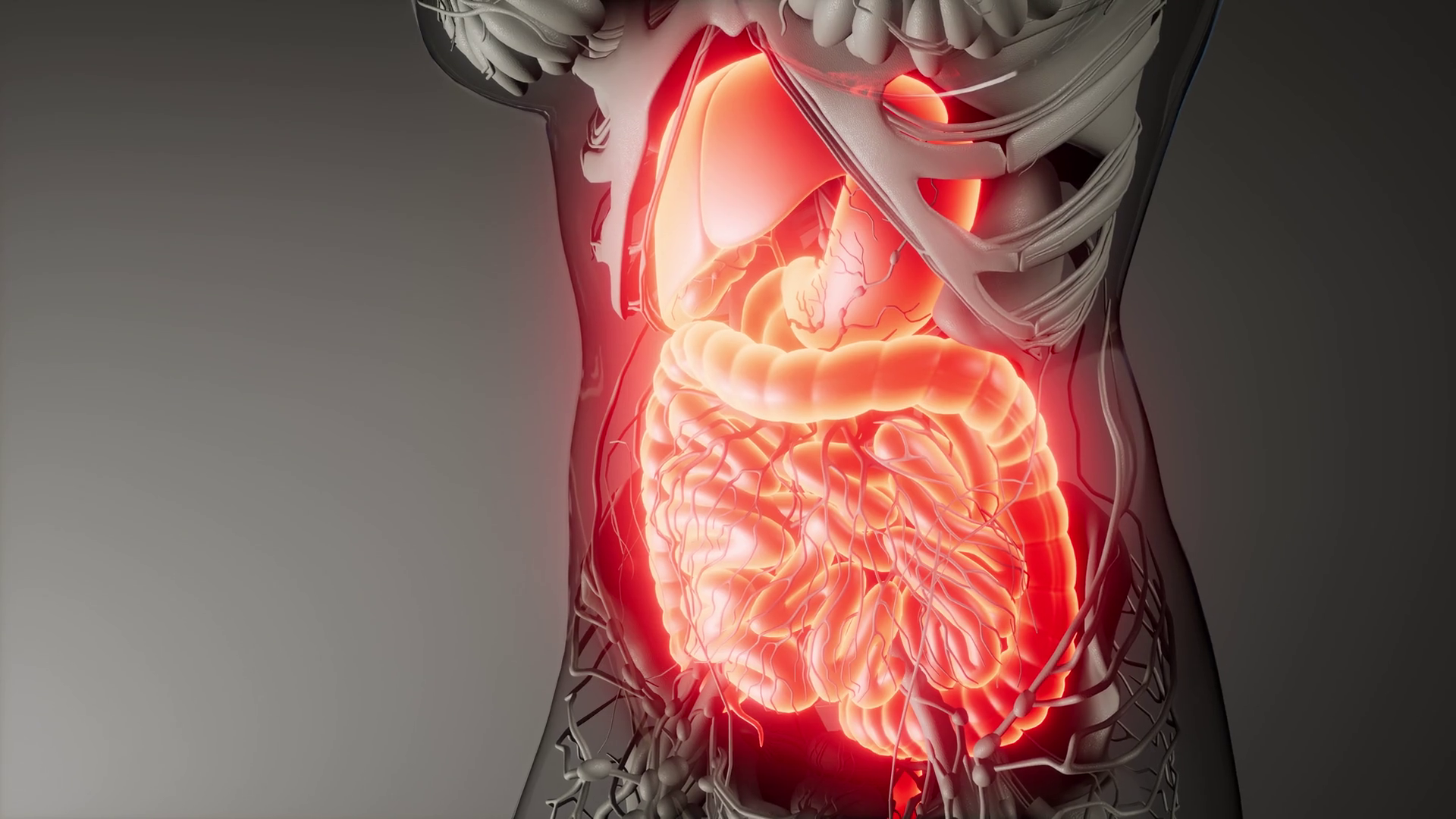 Human Digestive System Parts Functions Stock Motion Graphics SBV