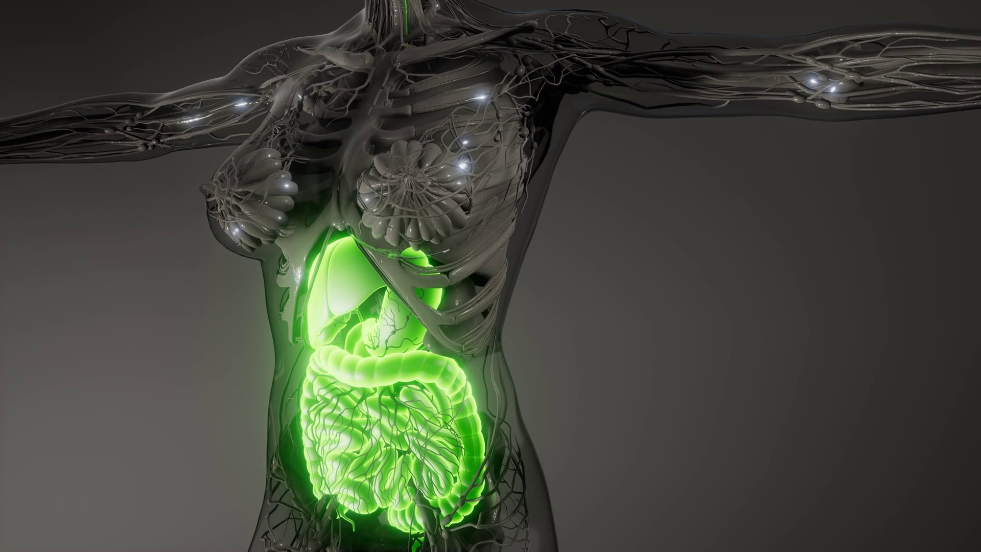 Human Digestive System Parts Functions Stock Motion Graphics SBV human-digestive-system-parts-functions-stock-motion-graphics-sbv