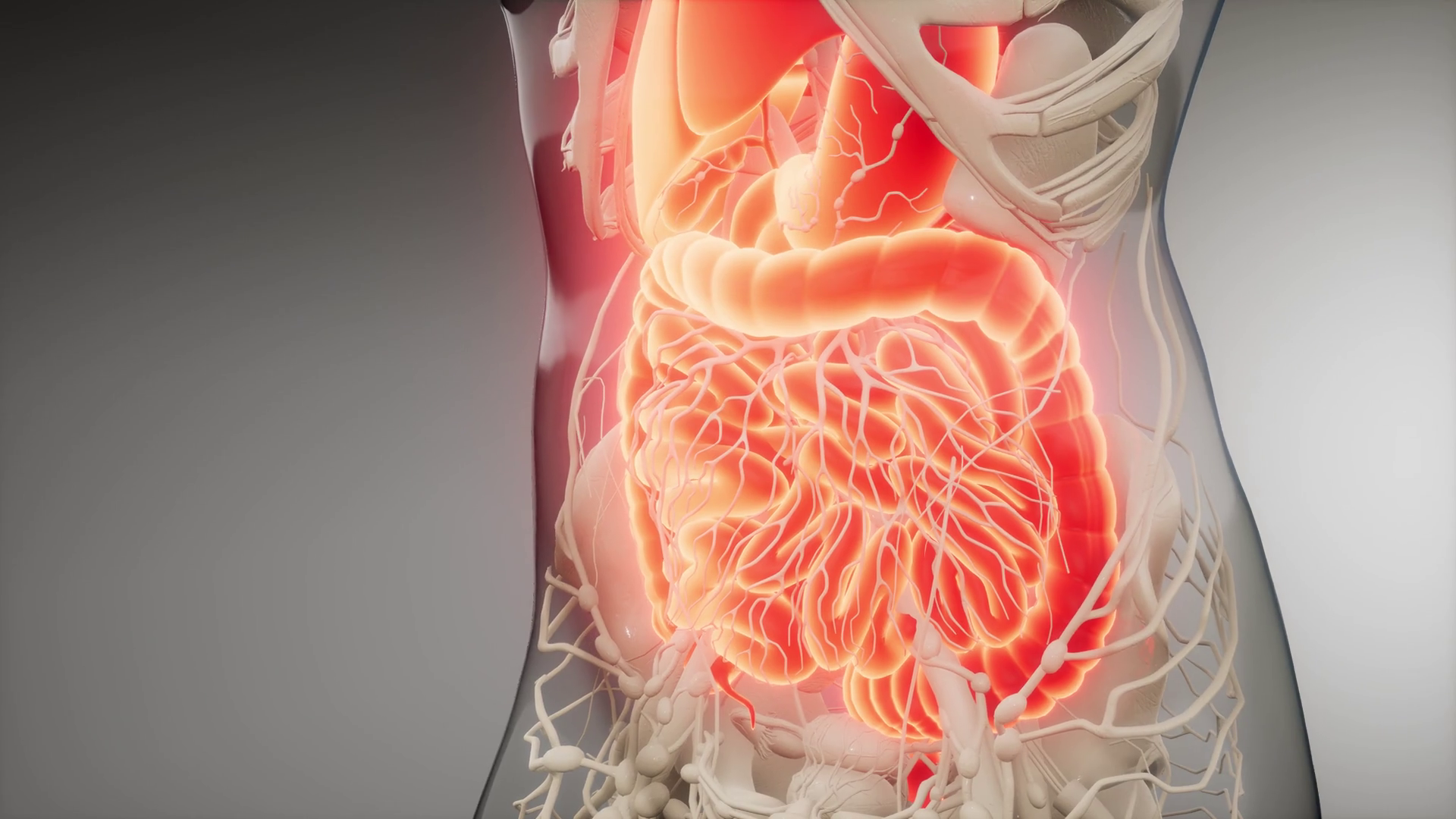 Human Digestive System Parts Functions Stock Motion Graphics SBV