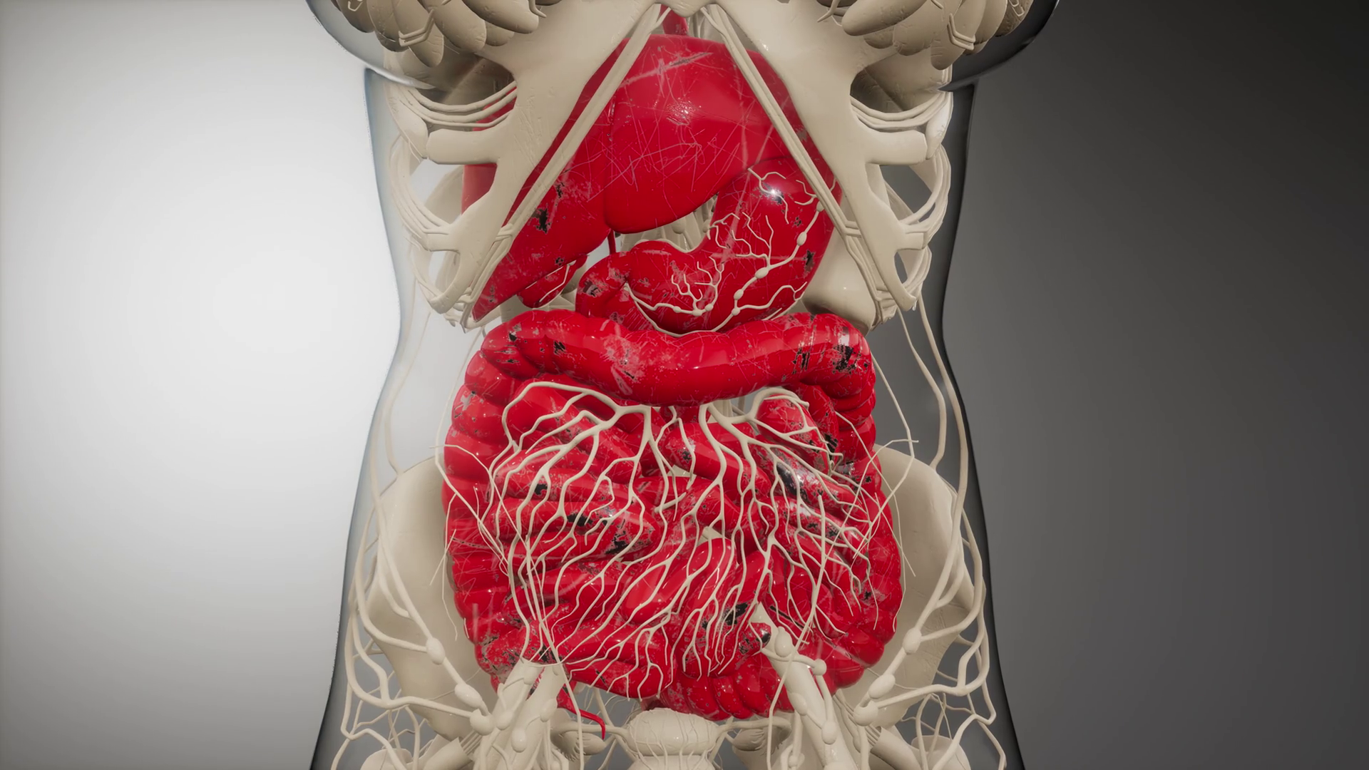 Human Digestive System Parts And Functions Motion Background 00 30 SBV human-digestive-system-parts-and-functions-motion-background-00-30-sbv