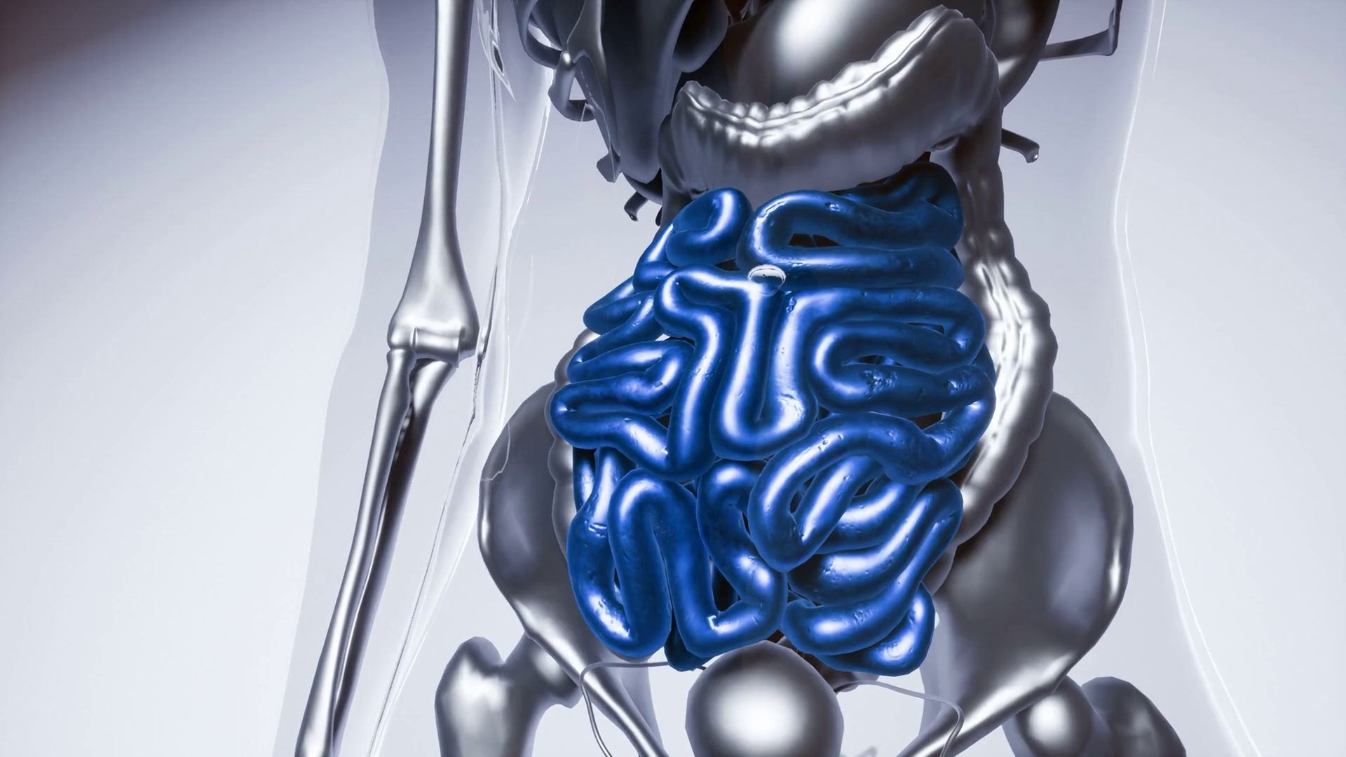 Human Intestine Model With Organs Bones Stock Footage SBV-320580003 ...