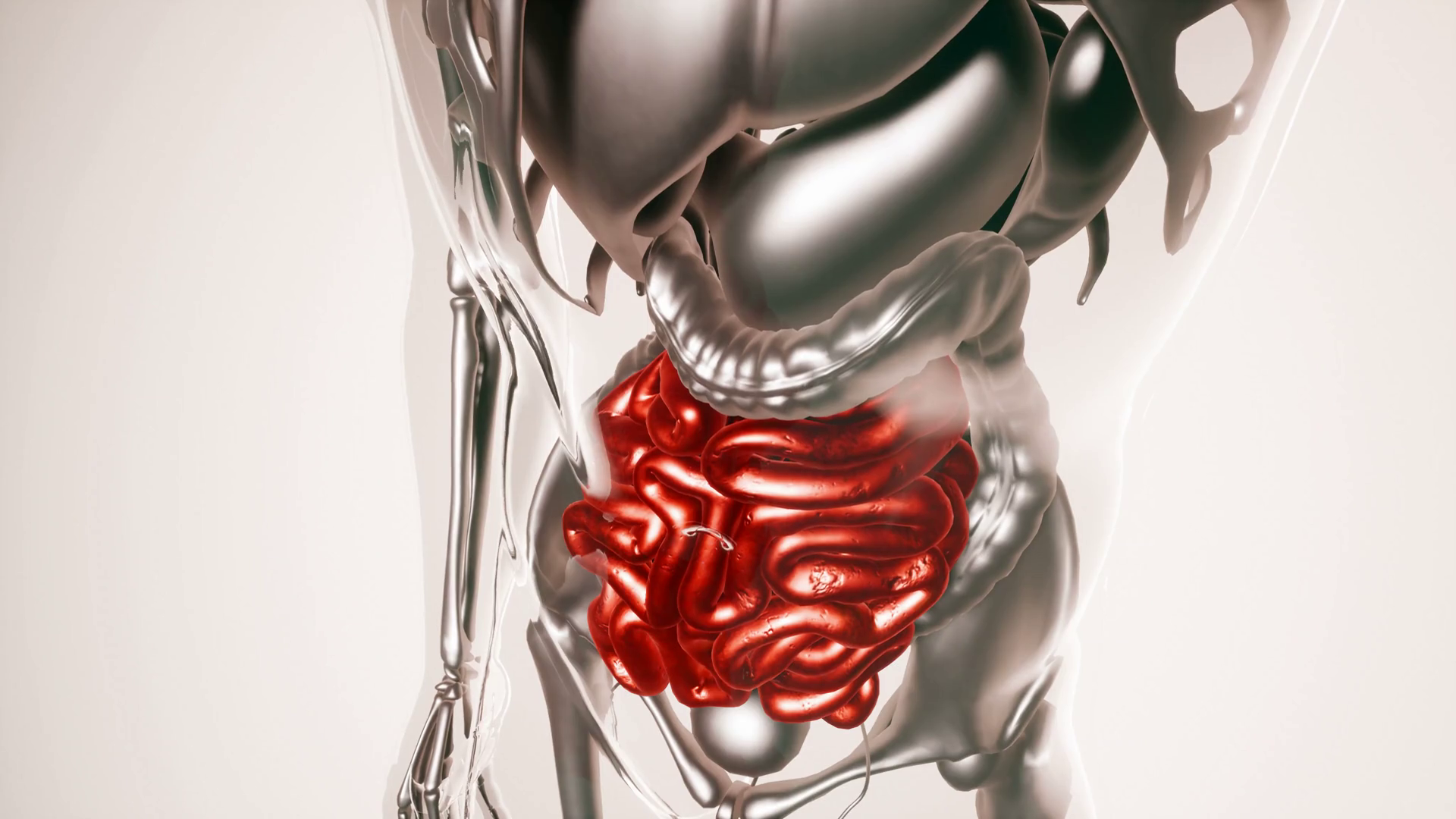 Human Intestine Model With Organs Bones Stock Motion Graphics SBV ...