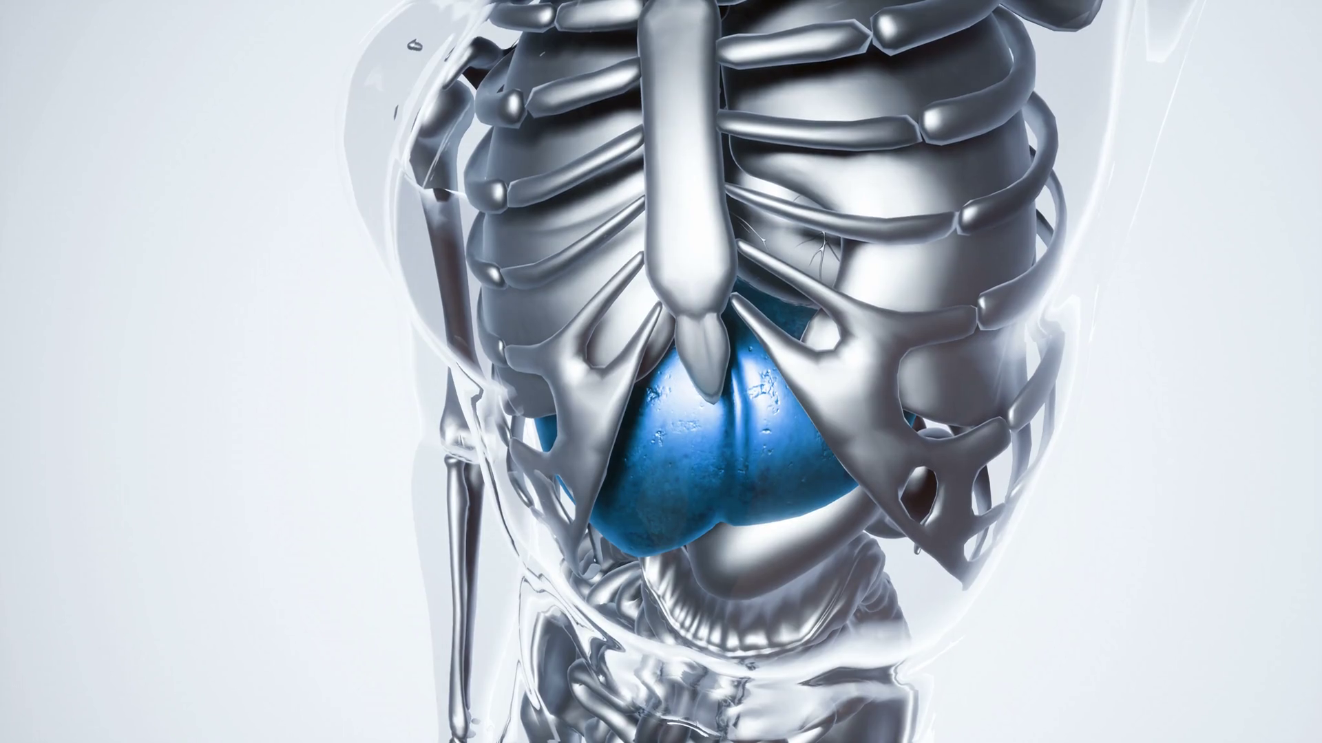 Human Liver Model With Organs Bones Stock Motion Graphics SBV-319741048 ...