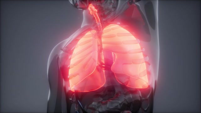 Lung Animation Stock Footage: Royalty-Free Video Clips - Storyblocks