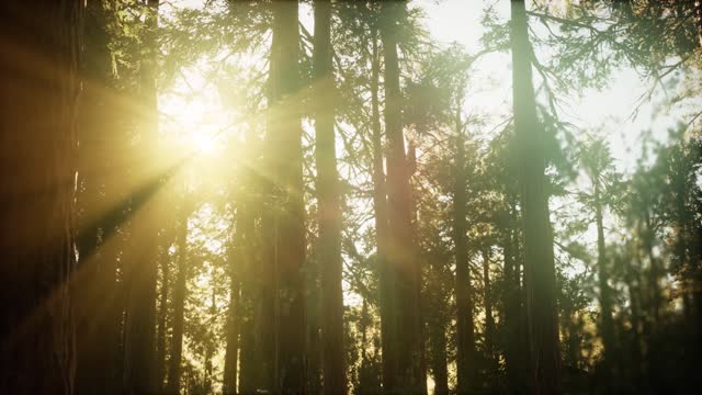 Forest Time Lapse Stock Footage: Royalty-Free Video Clips - Storyblocks