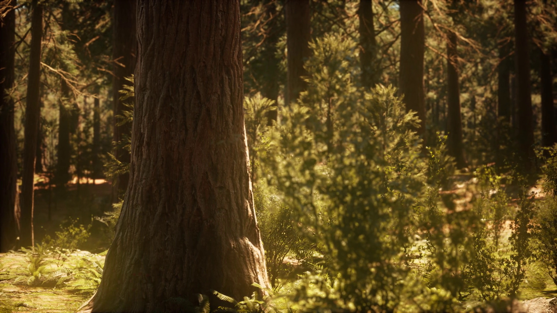 Hyperlapse In Sequoia Forest From Sunrise Stock Footage SBV-338418169 ...