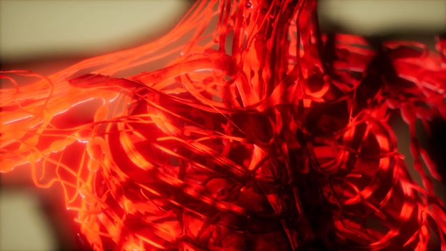 Circulatory System Stock Footage: Royalty-Free Video Clips - Storyblocks