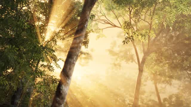 Download Royalty Free Nature Videos - Nature Stock Footage