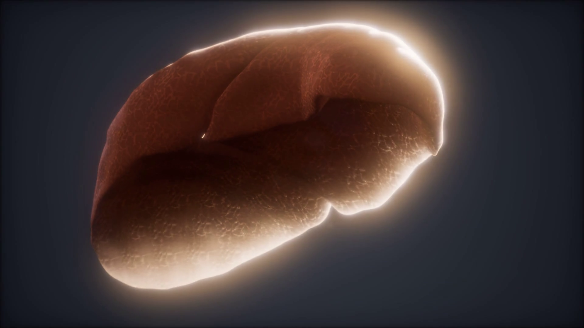 loop 3d rendered medically accurate animation of the human liver Stock ...