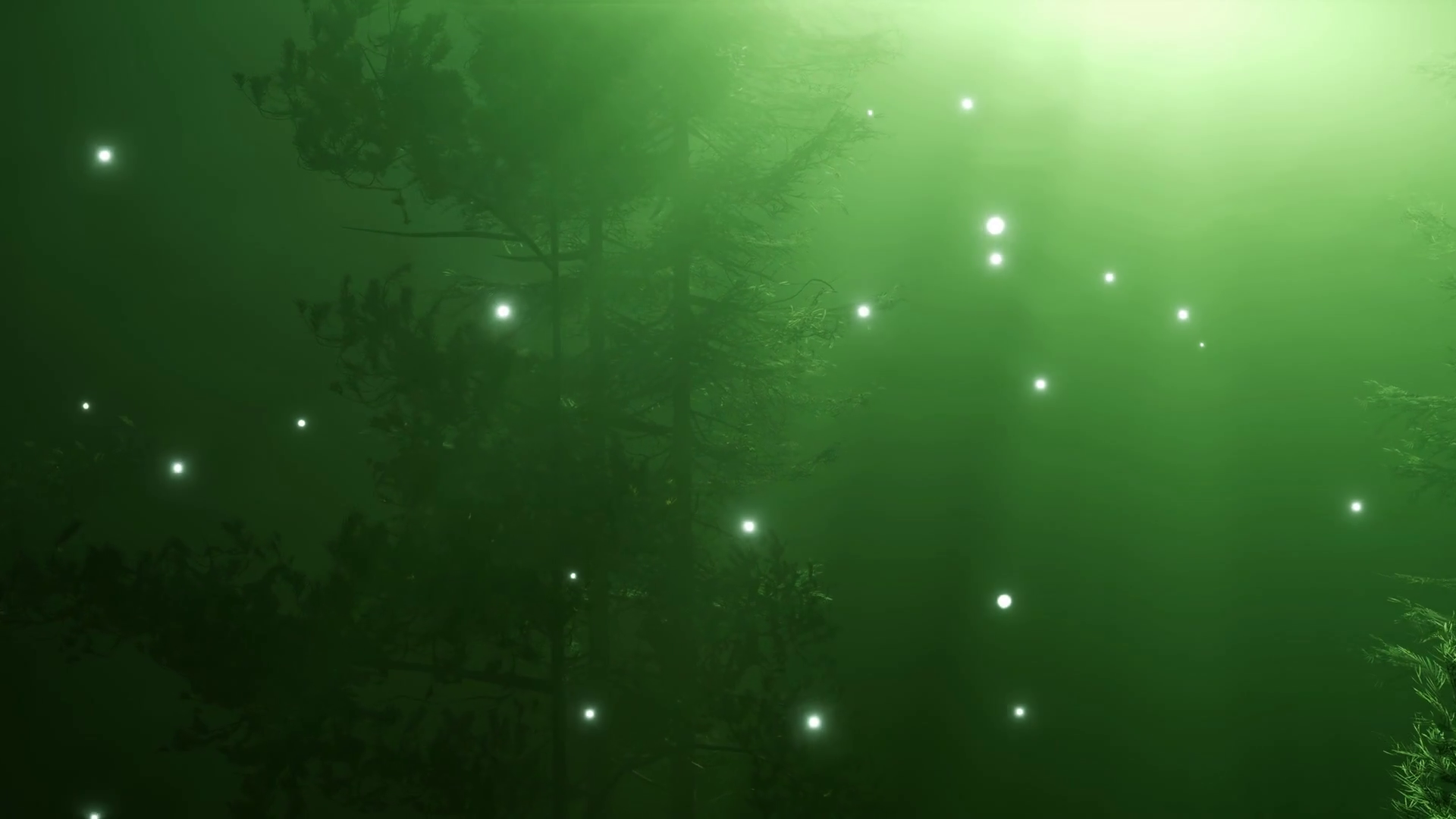 Magical Forest With Sparkles Stock Footage SBV-333578116 - Storyblocks