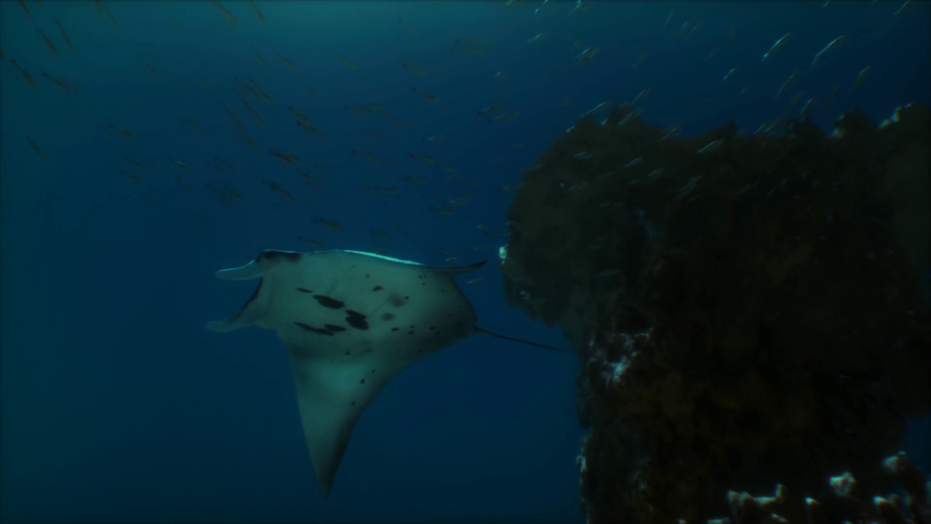 Majestic Manta Ray Gliding Through Ocean Stock Motion Graphics SBV ...