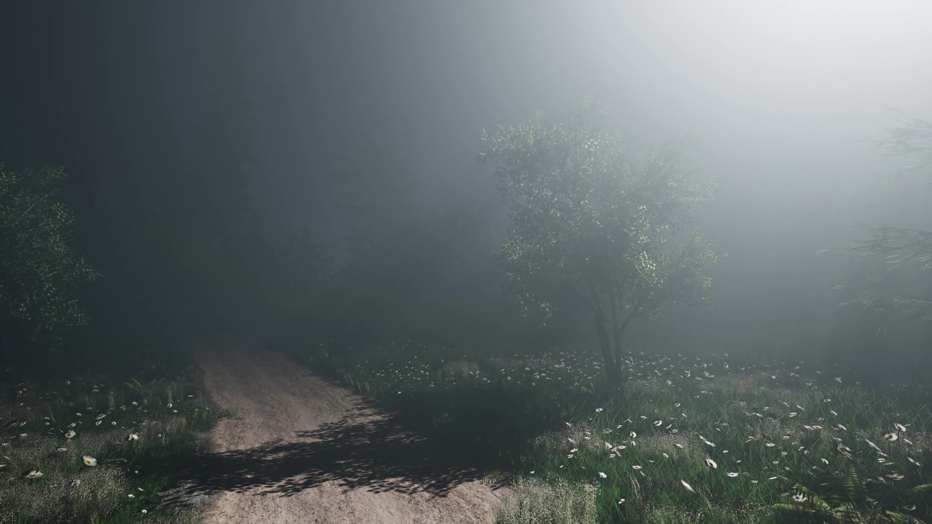 Misty Spring Morning In Pine Tree Forest Stock Footage SBV-332522857 ...