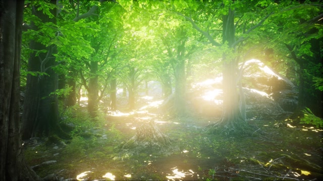 Forest Beautiful | Effects and Overlays motion backgrounds - Storyblocks