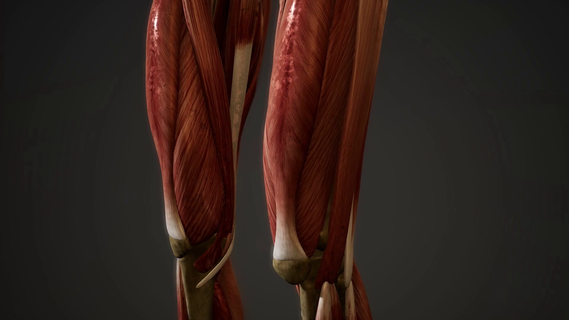 Muscular System Of Human Body Animation Stock Motion Graphics SBV ...