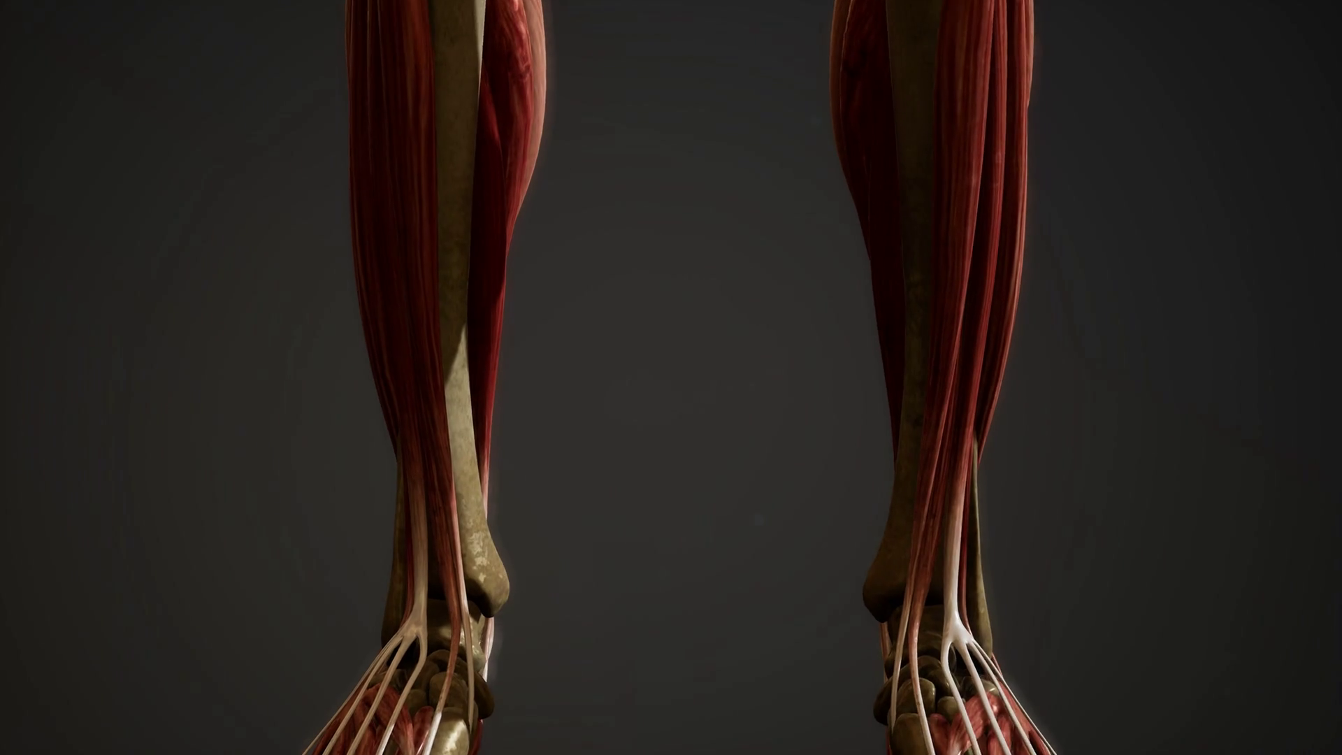 Muscular System Of Human Body Animation Stock Footage SBV-337706311 ...