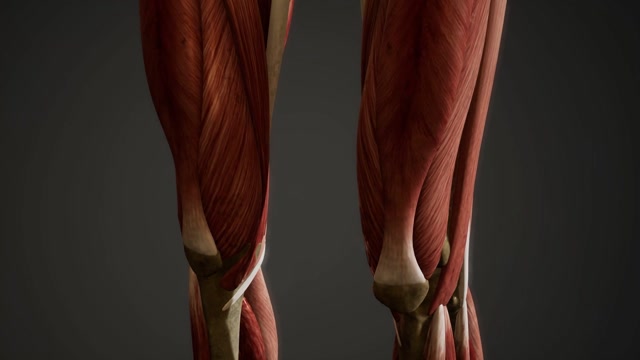 Strong Body Animation Stock Footage: Royalty-Free Video Clips - Storyblocks