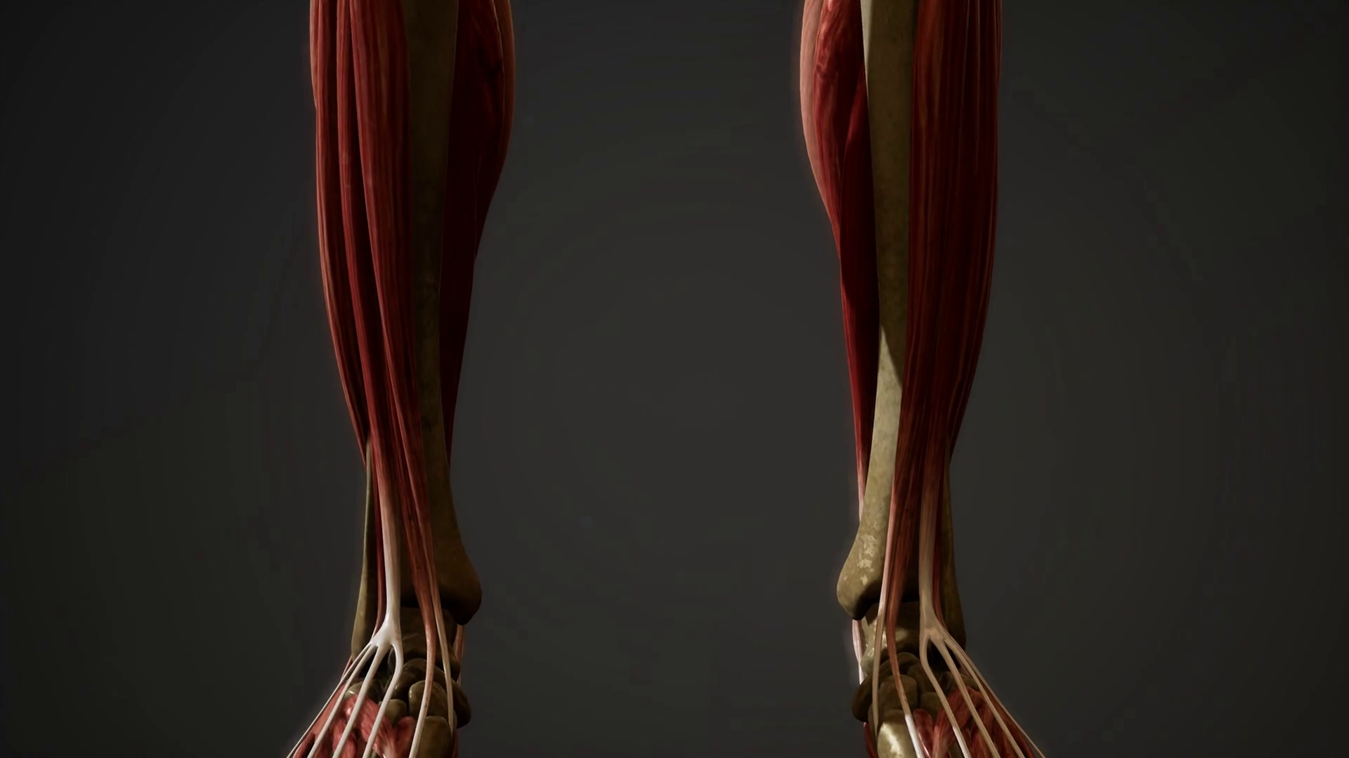 Muscular System Of Human Body Animation Stock Motion Graphics SBV ...