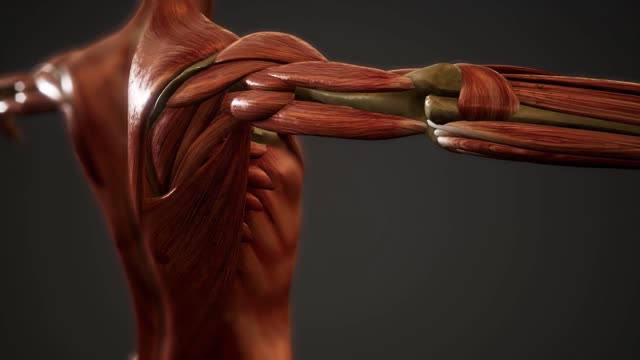 Human Body Animation Stock Footage: Royalty-Free Video Clips - Storyblocks