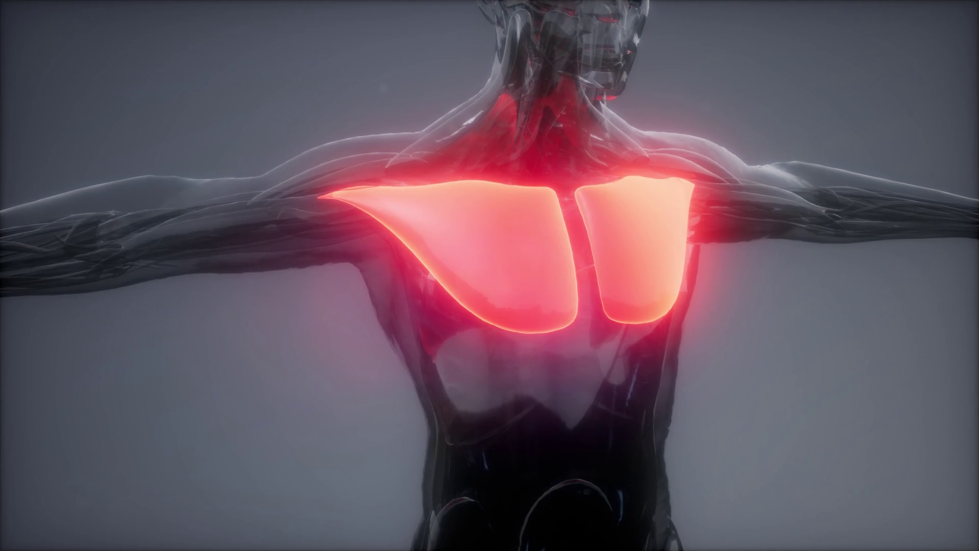 Pectorsl Muscule - Visible Muscle Anatomy Map Stock Motion Graphics SBV ...