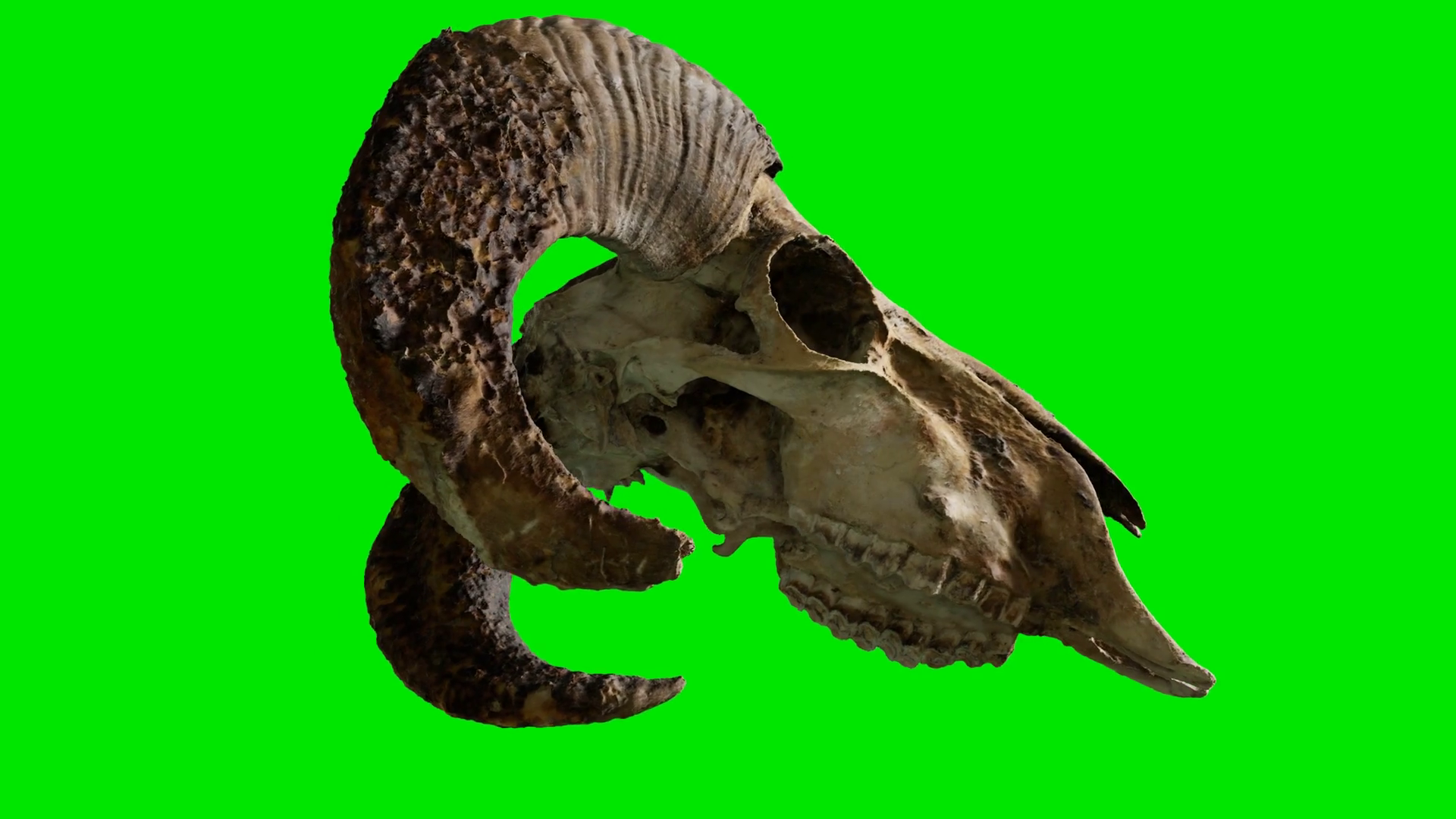 Ram Skull At Green Chromakey Background Stock Motion Graphics SBV ...