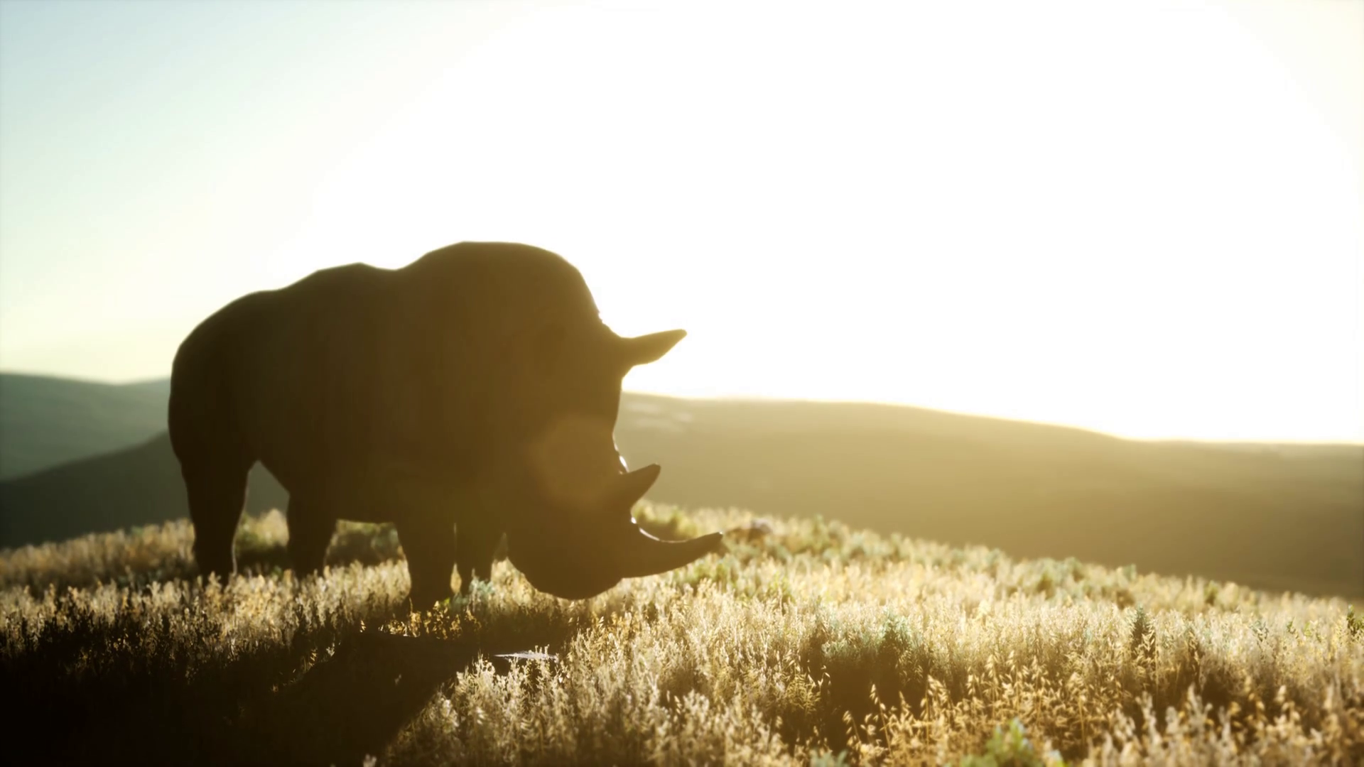 Rhino Standing In Open Area During Sunset Stock Motion Graphics SBV ...