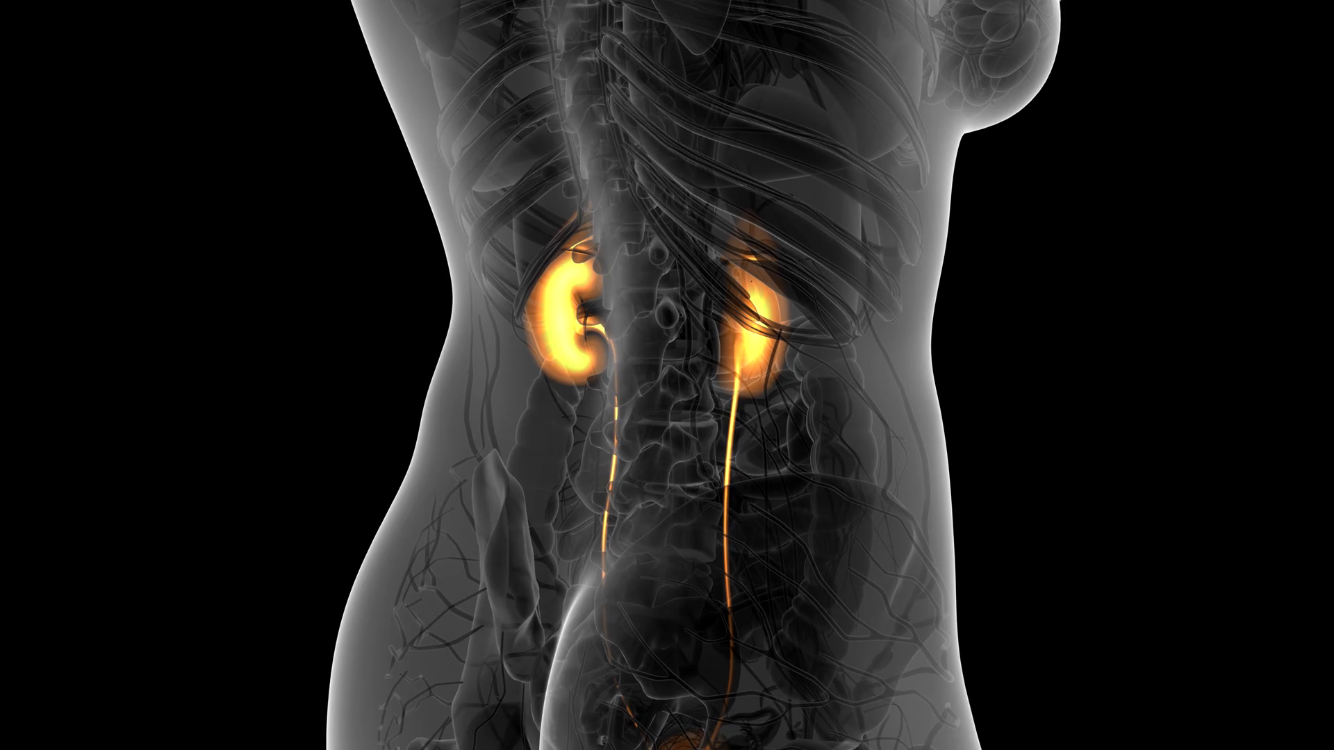 Science Anatomy Scan Of Human Kidneys Glowing Stock Motion Graphics SBV ...