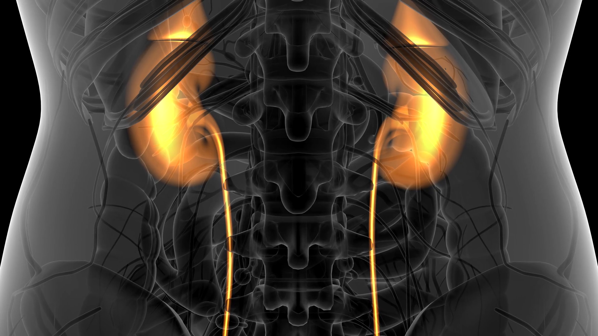 Science Anatomy Scan Of Human Kidneys Glowing Stock Motion Graphics SBV ...