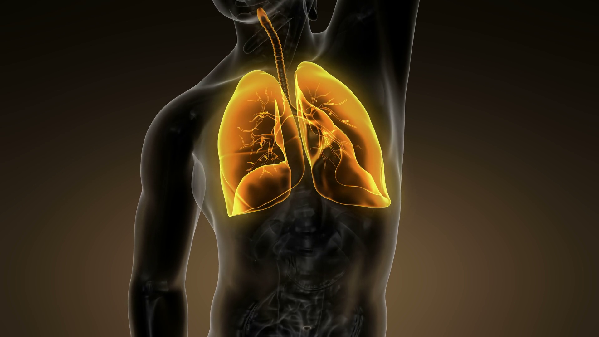 Science Anatomy Scan Of Human Lungs Glowing Stock Motion Graphics SBV ...