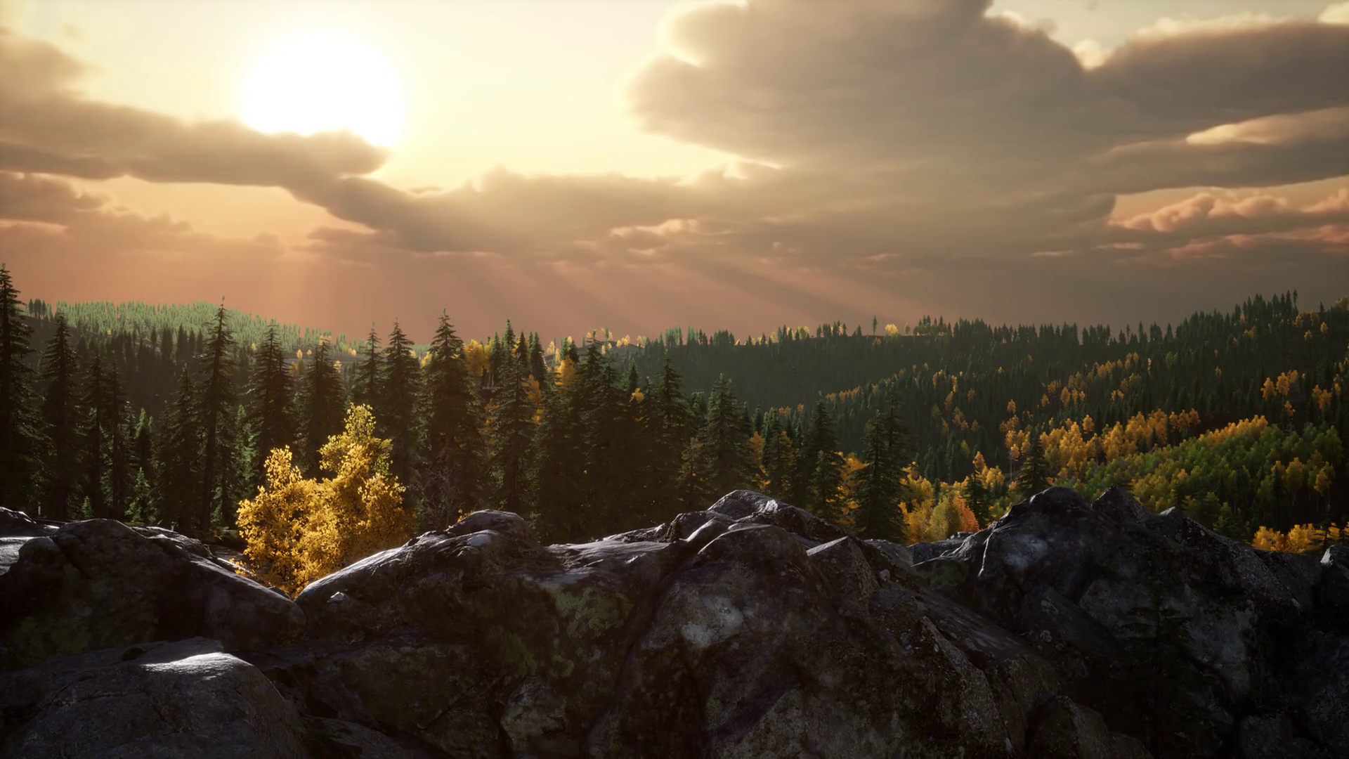 Sunlight In Forest At Sunset Stock Motion Graphics SBV-338558941 ...