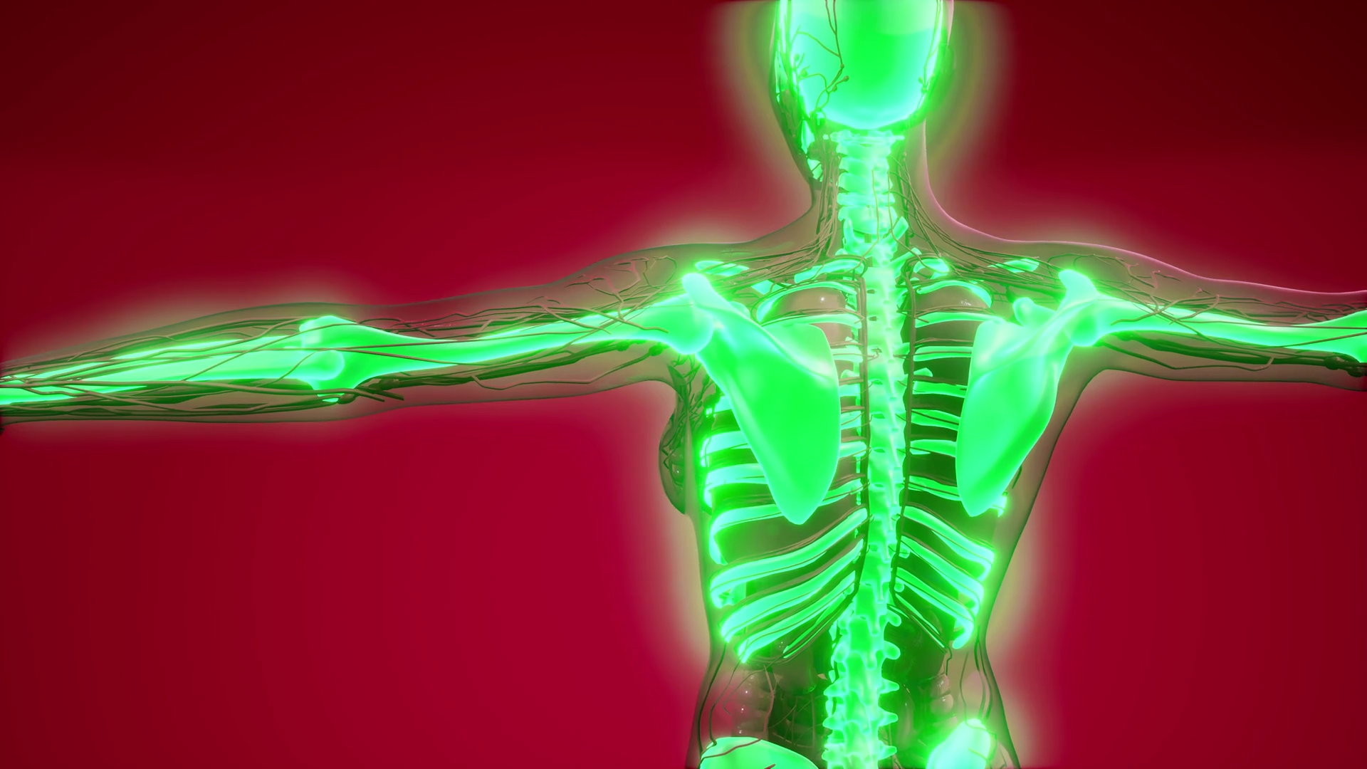 Transparent Human Body With Visible Bones Stock Motion Graphics SBV ...