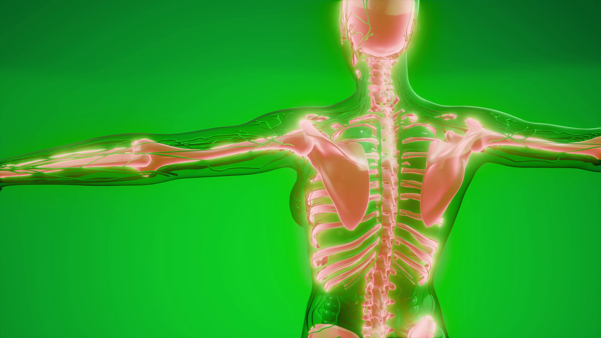 Transparent Human Body With Visible Bones Stock Motion Graphics SBV ...