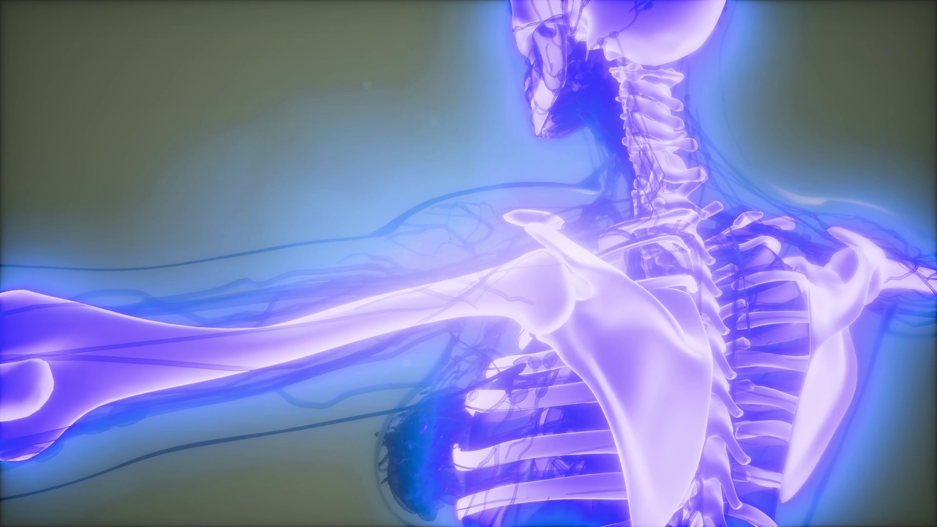 Transparent Human Body With Visible Bones Stock Footage SBV-330029443 ...