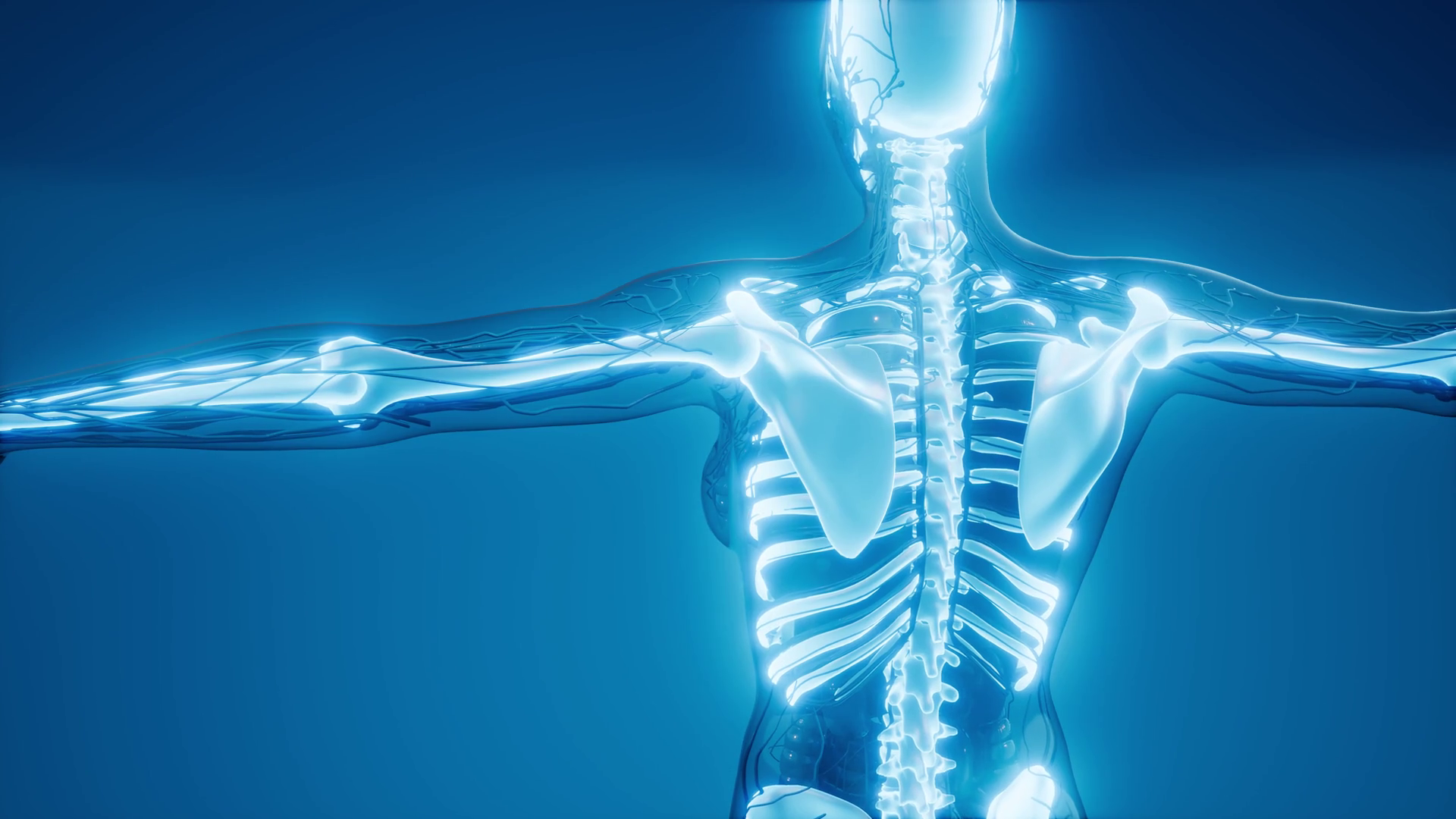 Transparent Human Body With Visible Bones Stock Motion Graphics SBV ...