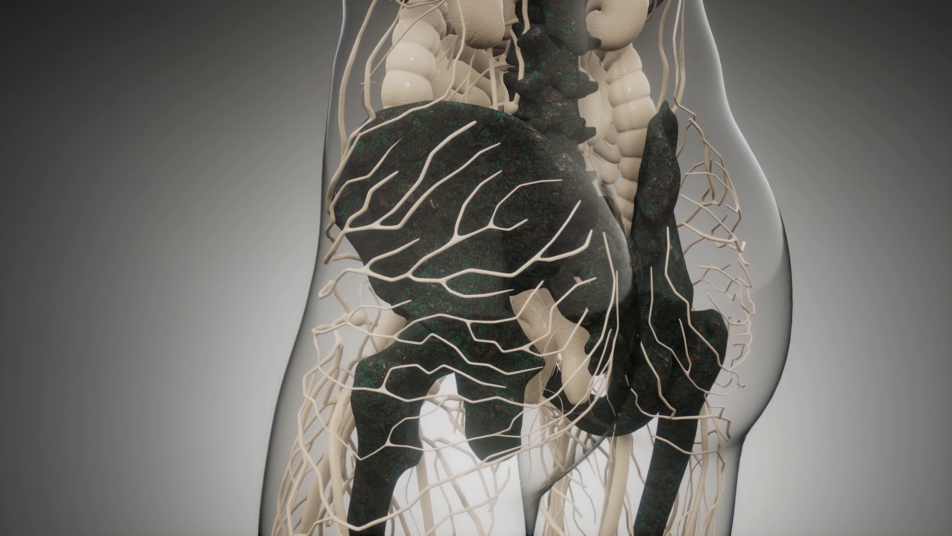 Transparent Human Body With Visible Bones Stock Motion Graphics SBV ...