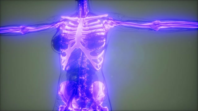Body Scan Animation Stock Footage: Royalty-Free Video Clips - Storyblocks