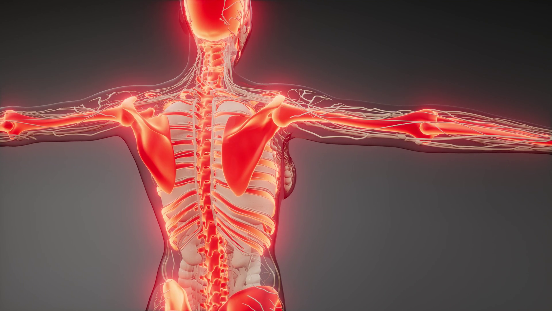 Transparent Human Body With Visible Bones Stock Footage SBV-337356180 ...